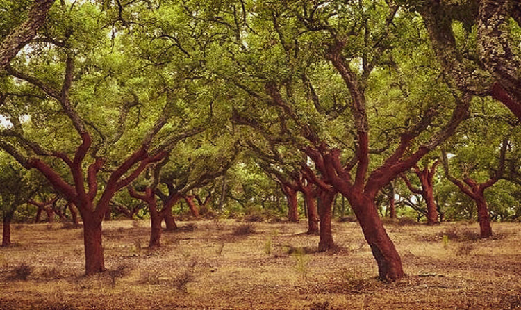 Where Does Cork Come From? – HowCork